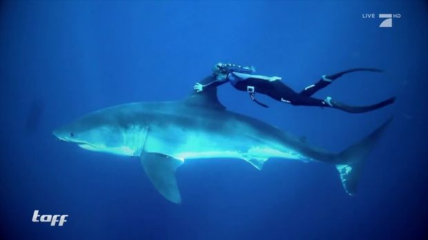 taff - Video - Die Haiflüsterin: Ocean Ramsey schwimmt mit Haien! - ProSieben